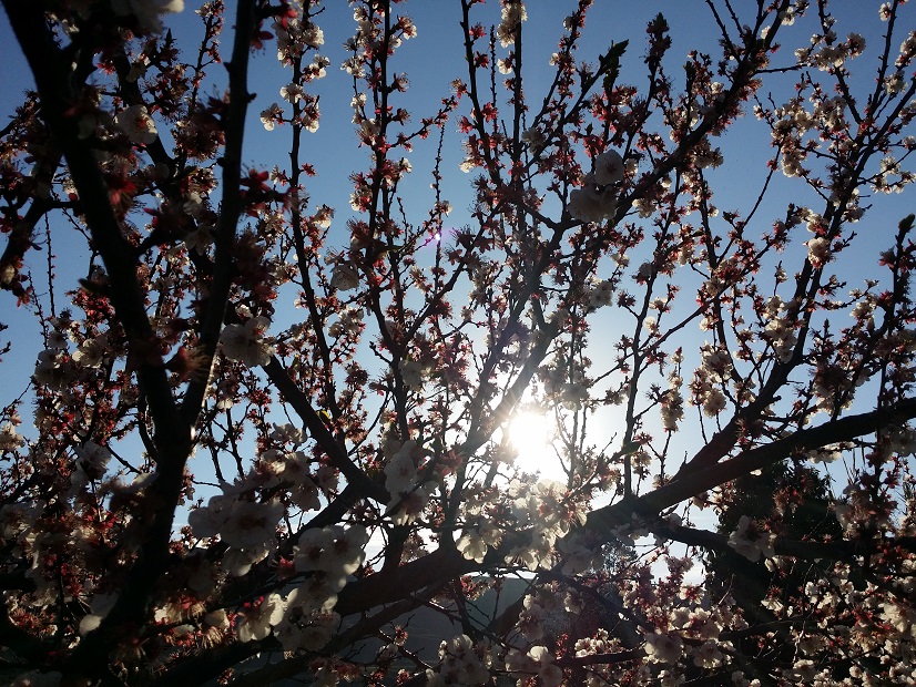 [PHOTOS] Magnificent Photos Depicting Spring In Lebanon As Sent By Our ...