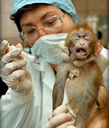 Stop Animal Testing! - Lebanon News