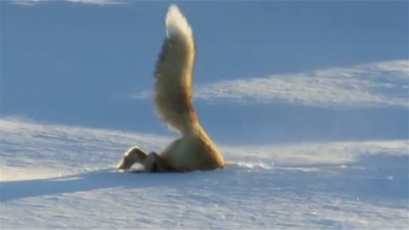 Lebanon News, Breaking News - [VIDEO] Fox Dives In Snow Head First