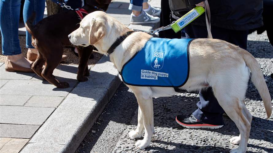 Long waits as UK hit by guide dog shortage - Lebanon News