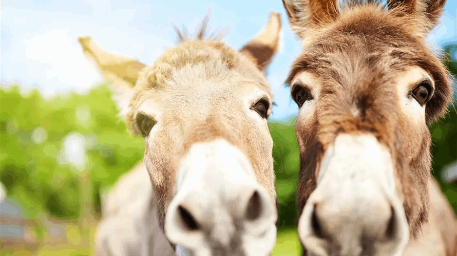On World Donkey Day... discover the most prominent characteristics of ...