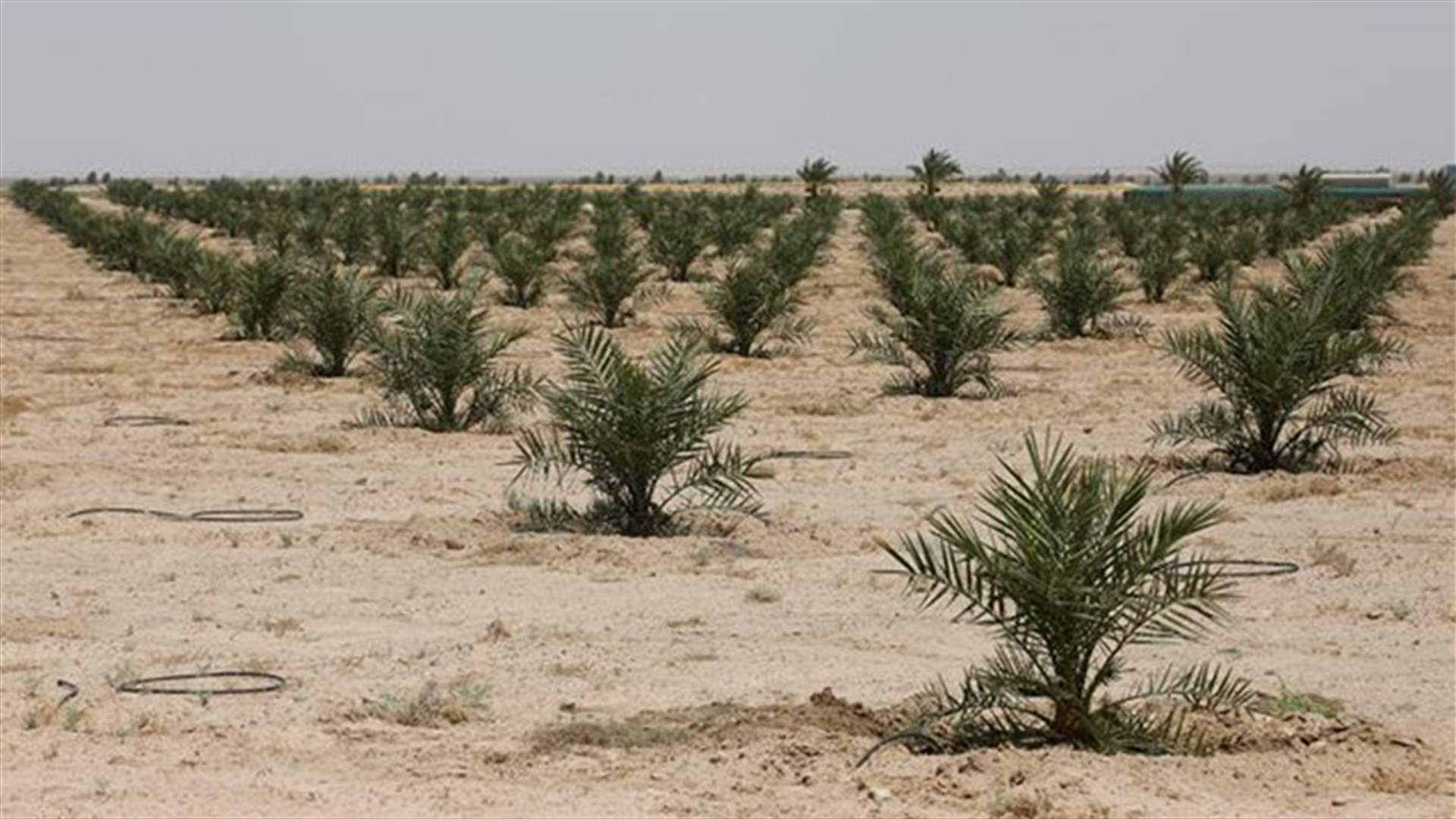Iraq to plant 70,000 date palms to revive once legendary crop - Lebanon ...