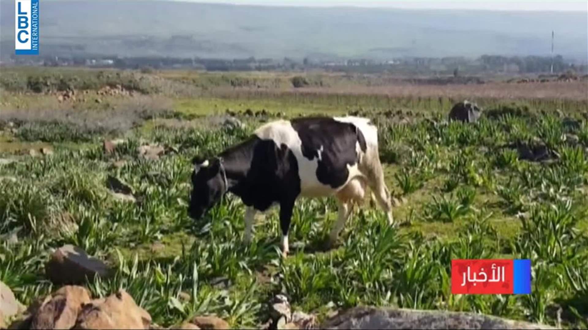 New Israeli violation at the Lebanese border, seven cows kidnapped ...