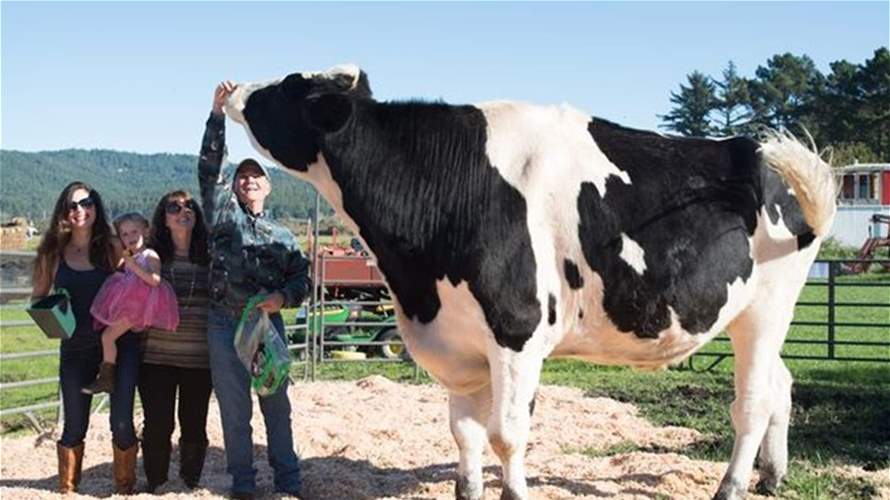 [PHOTOS] Meet The World’s Tallest Cow - Lebanon News
